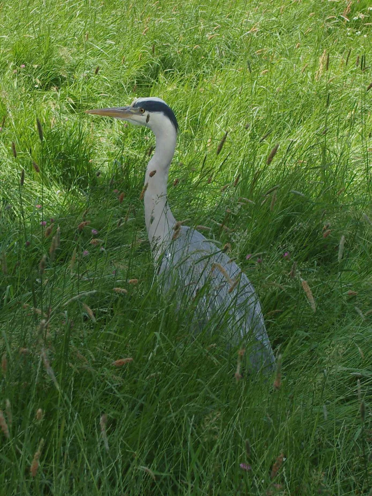 musses-hverdag: Gammel hejre