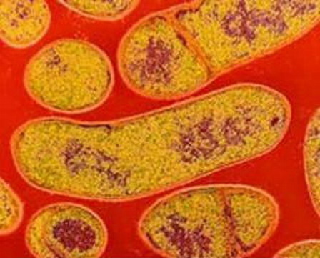 Biologija s Bedenko: Može li vas ova bakterija učiniti ljepšima?