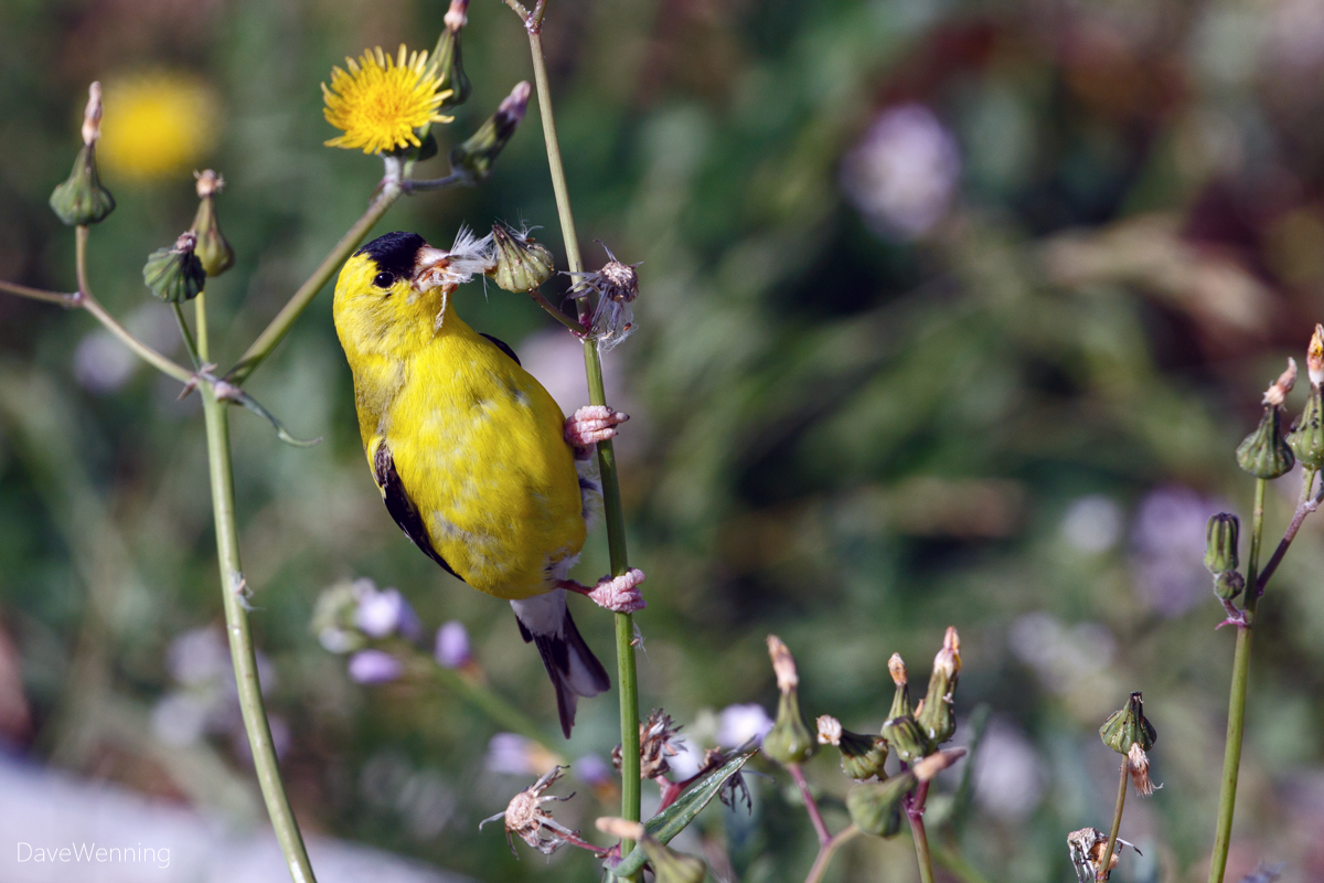 American Goldfinch