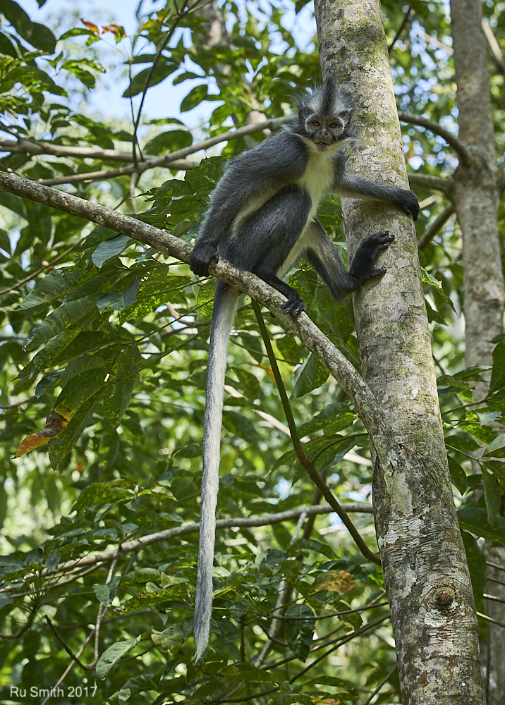 Primate Paradise of Gunung Leuser, Sumatra