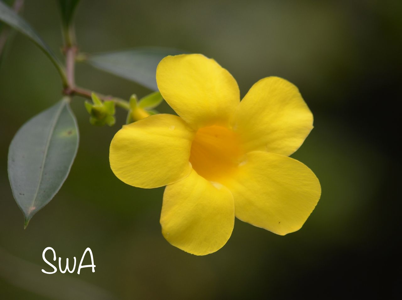 Tropical Biodiversity - Santarém - Pará - Brasil: Alamanda flower