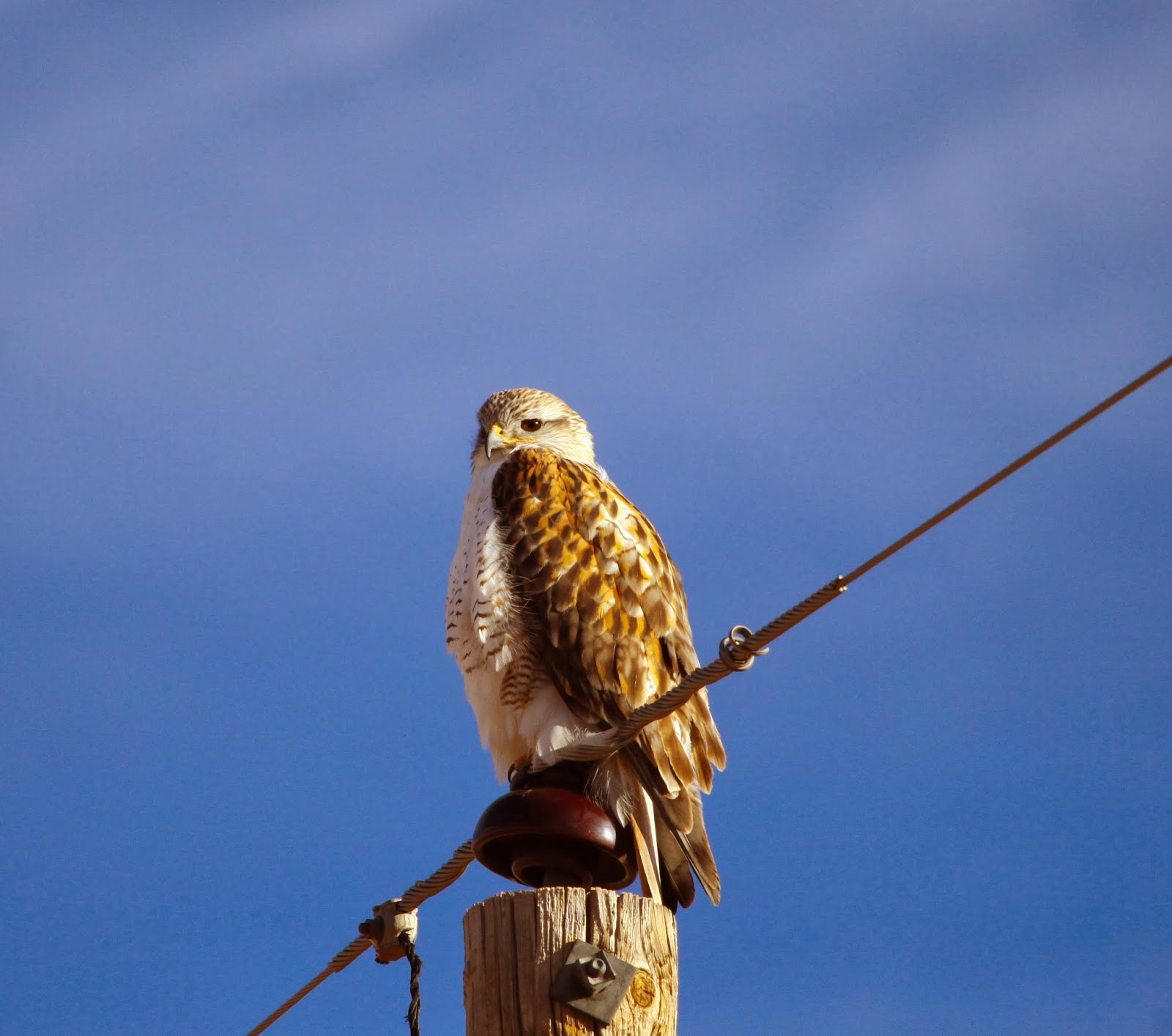 Roger's Birding Adventures: Interesting Common Raven behavior, plus ...