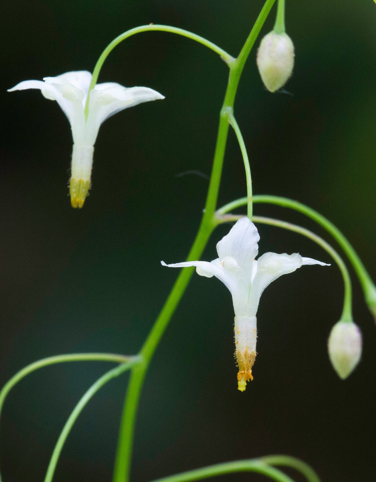 NWflora: Inside-Out Flower, Vancouveria hexandra