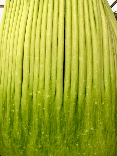 Morty the Corpse Flower, on the verge...