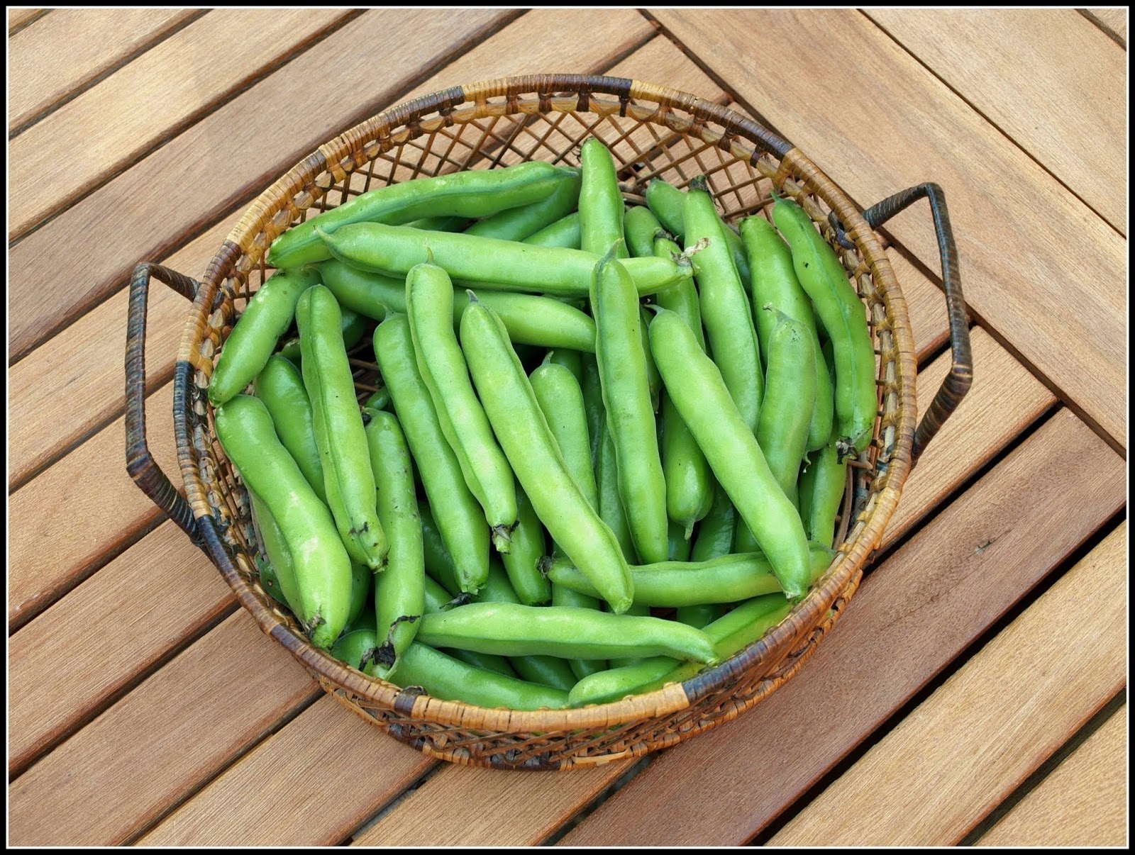 Mark's Veg Plot: Broad Bean "Stereo"