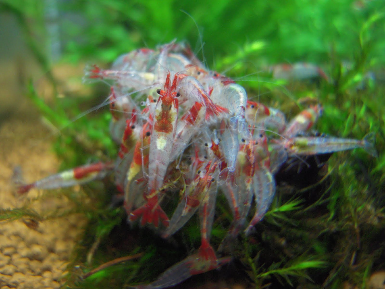 O Camarão Rili ~ Shrimp Brasil