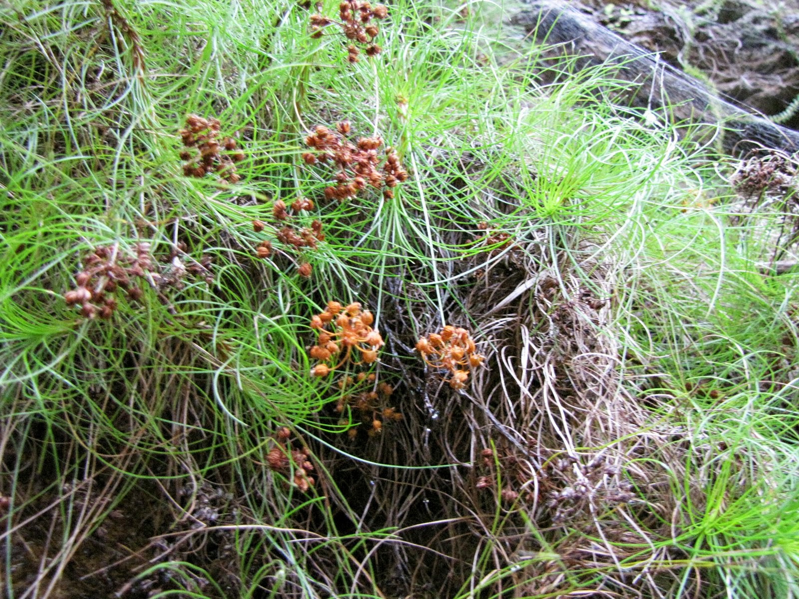 Sydney's Wildflowers and Native Plants: Alania endlicheri - Alania.