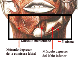 REGIONES SUPERFICIALES DE LA CARA ~ Zona De Estudio Odontologico