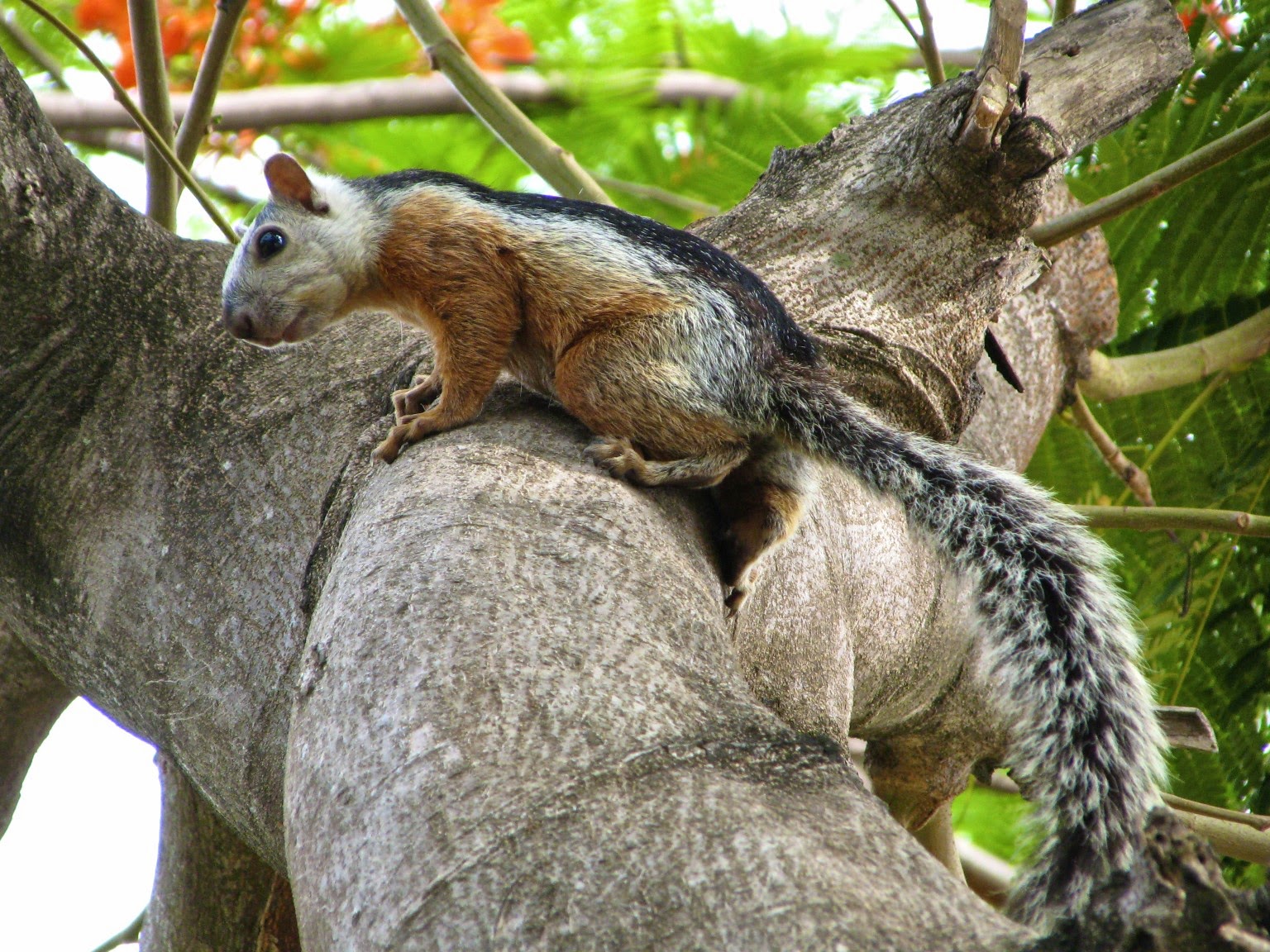 Tamarindo, Costa Rica Daily Photo: Squirrel profile