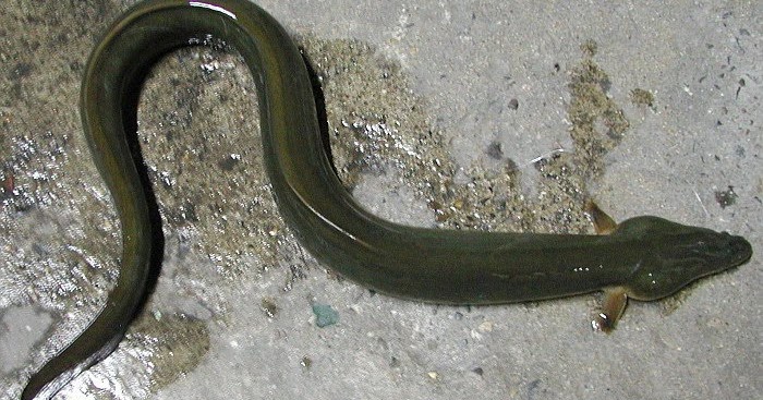 JUAL BENIH SIDAT DAN SIDAT KONSUMSI (PANGANDARAN): Tentang Ikan Sidat