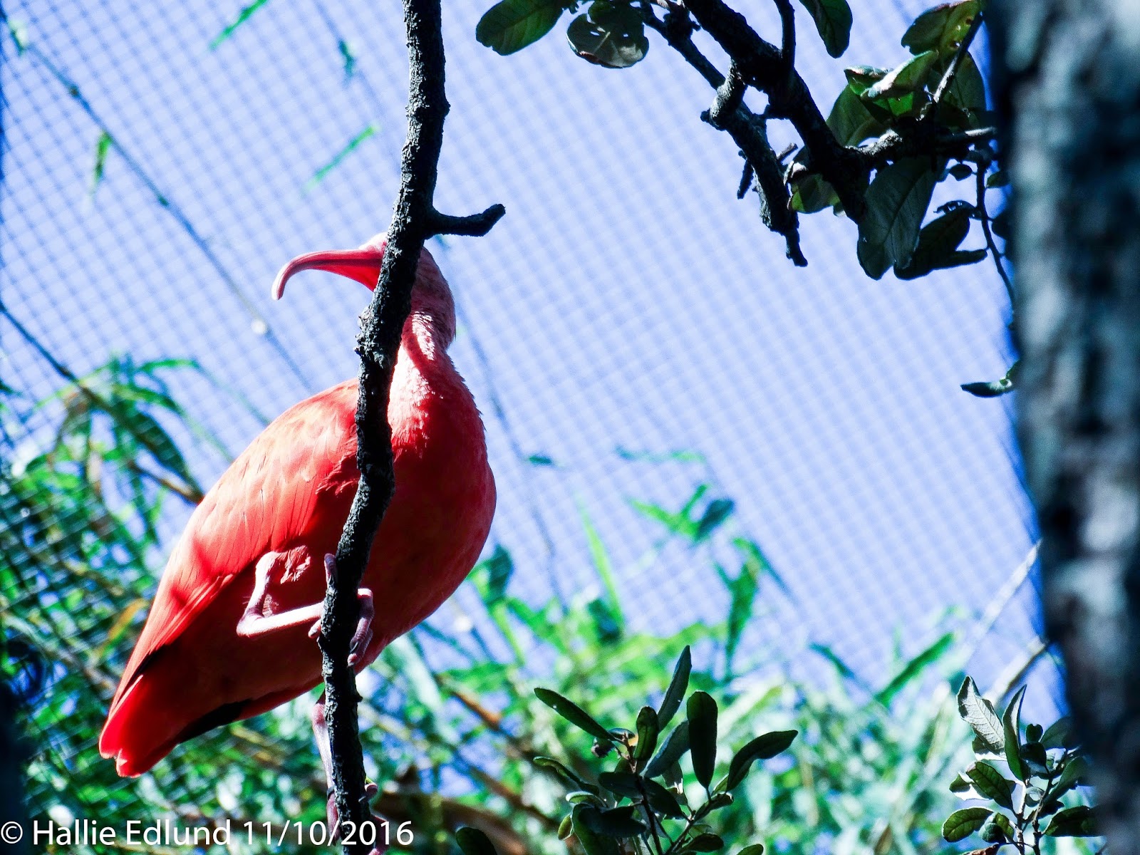 GENNY vs. HALLIE Big Year Challenge