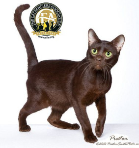 Cara Mengenal Bentuk Badan Kucing - KUCING INDO