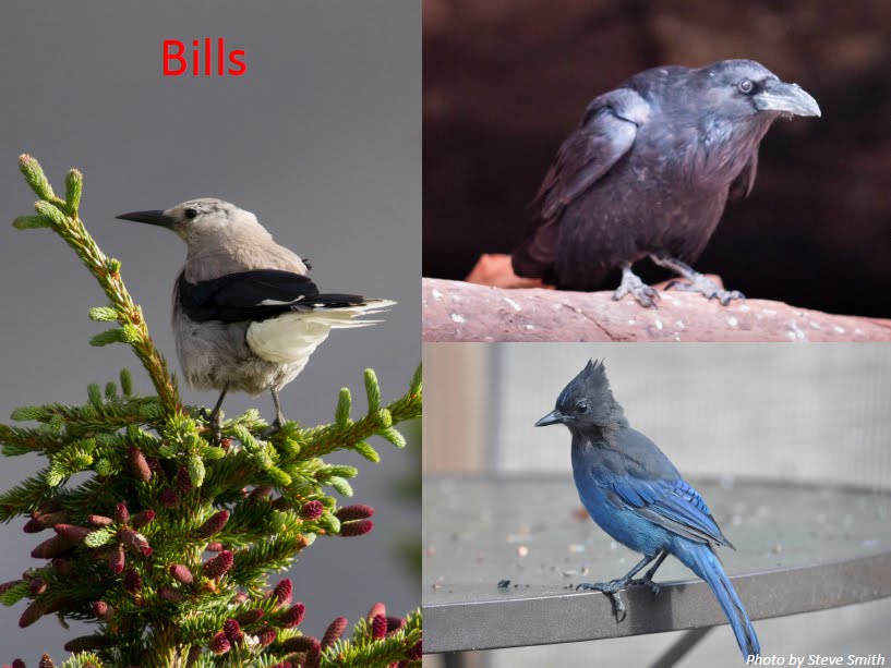 Methow Conservancy: Corvid Course - Class #1 Intro to Corvids