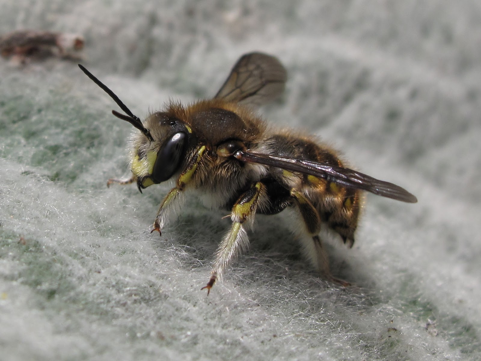 BugBlog: A primer on solitary bees