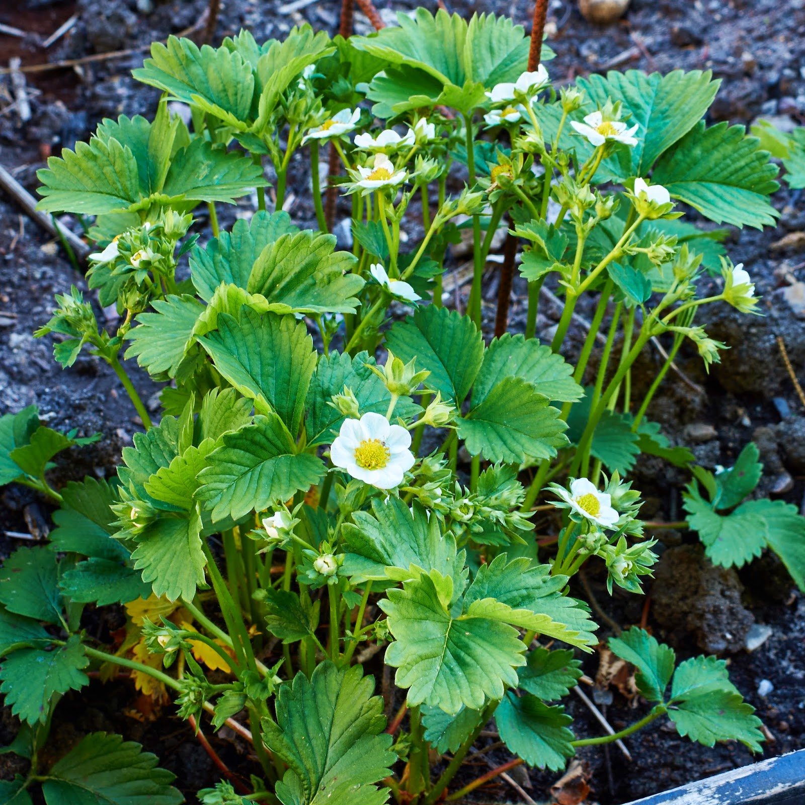 Pinse billeder og urtehaven