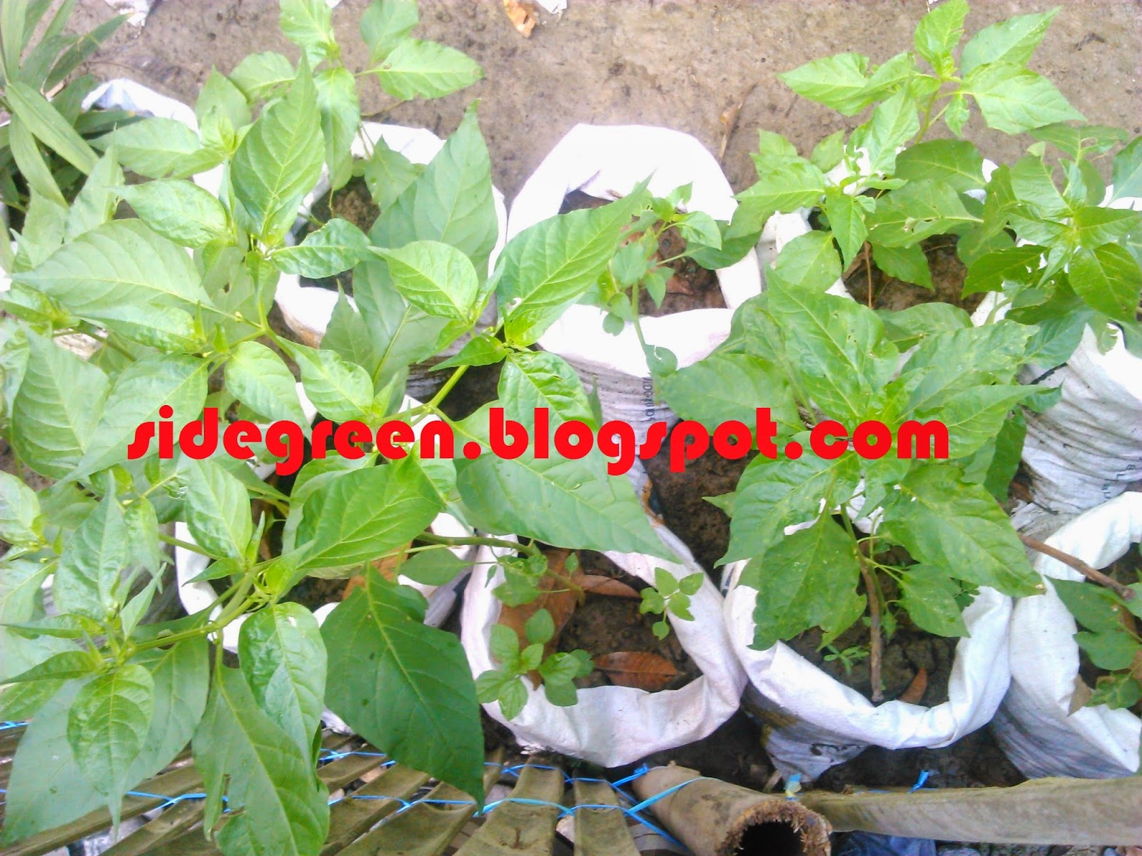 Cara Budidaya Cabe dalam Karung yang Mudah dan Menguntungkan di Halaman ...