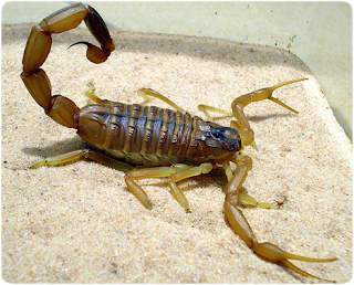 Deathstalker Most Dangerous Scorpion In The World | The Wildlife