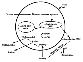 TEOR(ia) de cerveja: Diacetil (Parte1)