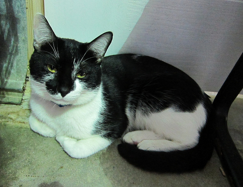 Cat of the Week: Bimbo - Goathouse Refuge