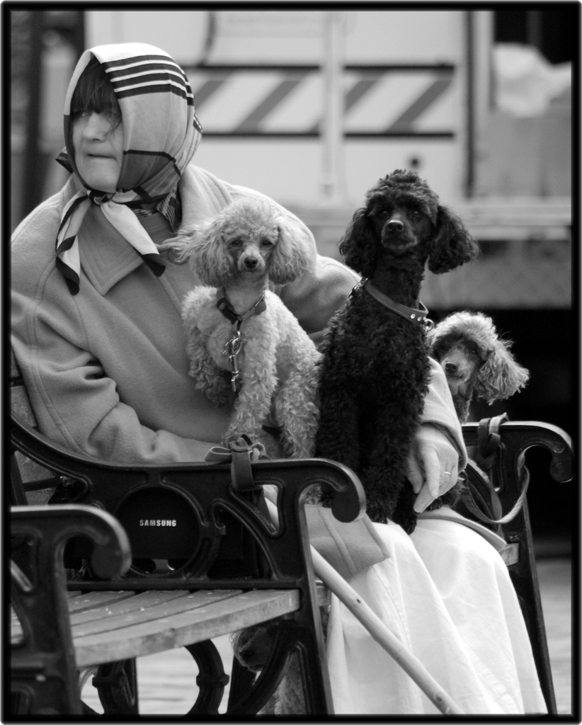 A Year in the Life of AP Lit: A Tale of Two Perspectives