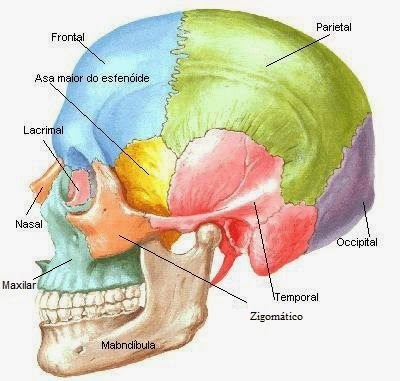 Fisio na Boa: ENTENDENDO OSSOS DO CRÂNIO E DA FACE