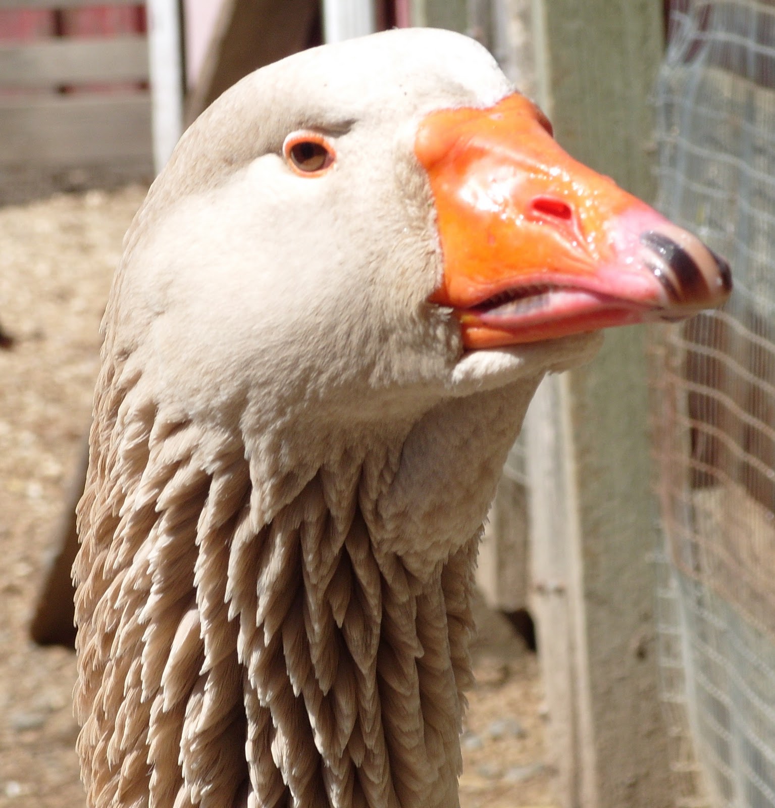 365 Cinderellas: Birds of Berkeley