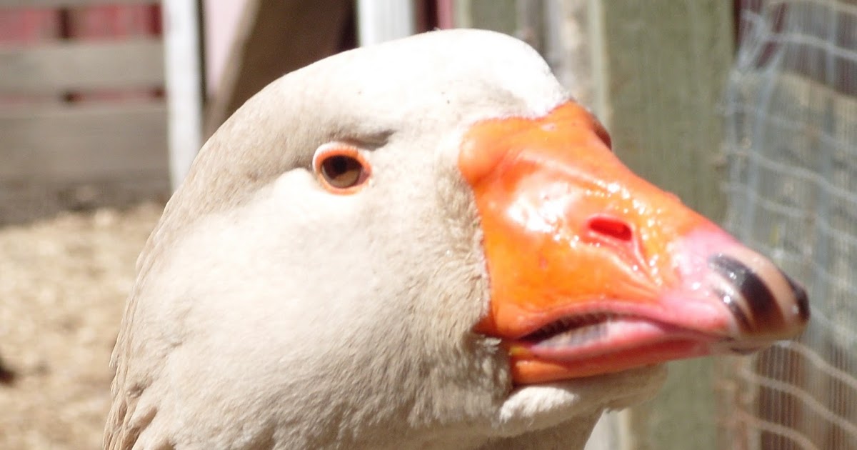 365 Cinderellas: Birds of Berkeley