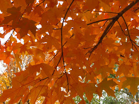 The World of Gord: The Burnt Orange Colours of KC's Tree