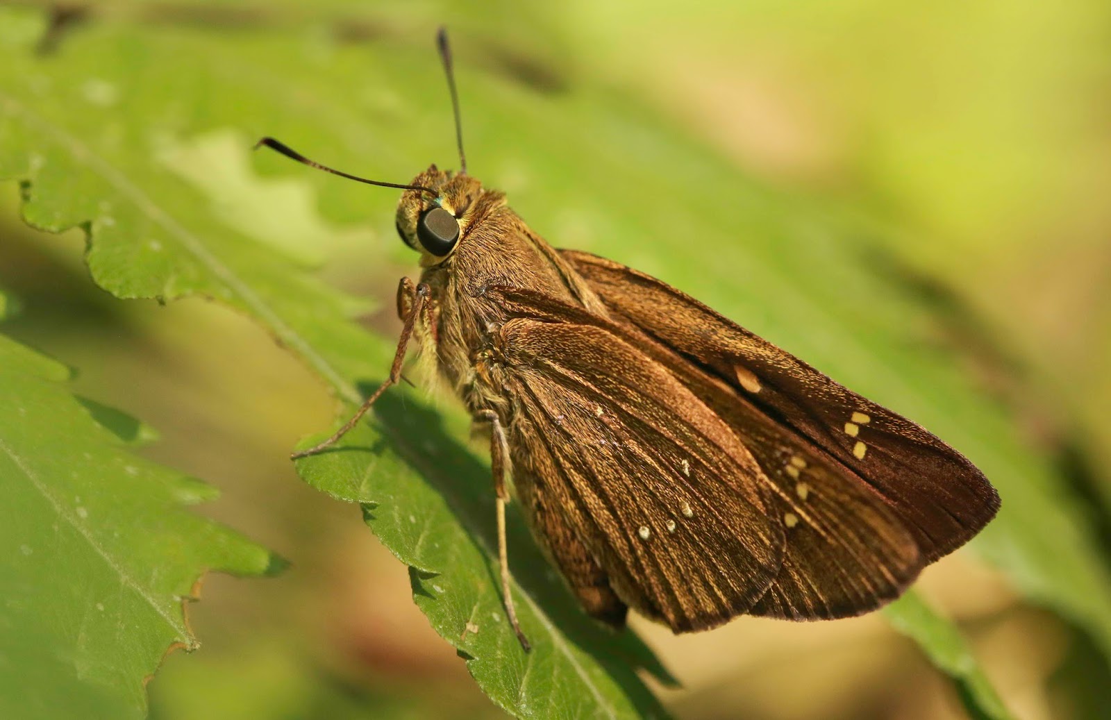 Butterflies of Vietnam: 264. Pelopidas assamensis (The Great Swift)