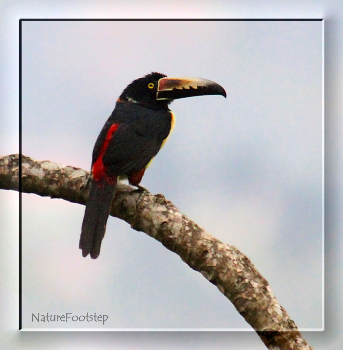 NatureFootstep Birds in Costa_Rica: Collared Araçari - Pteroglossus ...
