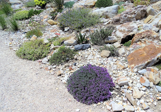 Prairiebreak: A terrible tale of two tangled Teucriums.