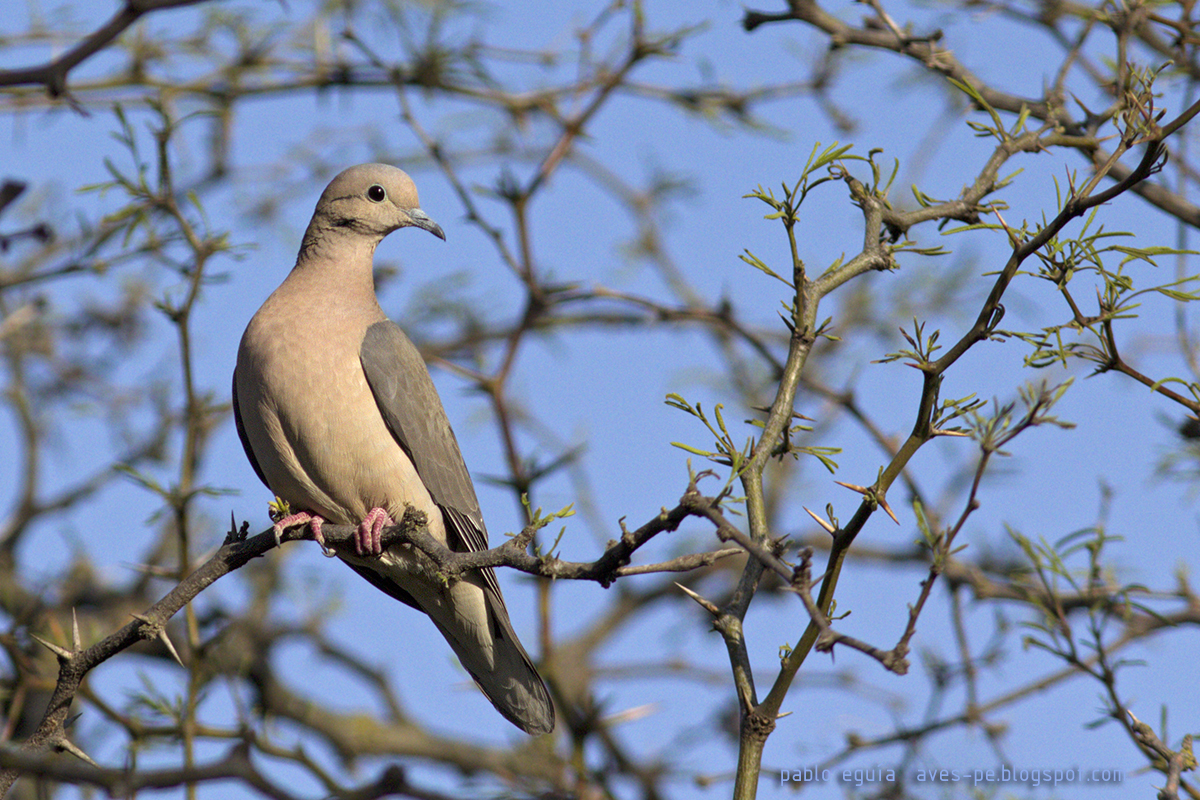 mis fotos de aves: Zenaida auriculata Torcaza Común Eared Dove