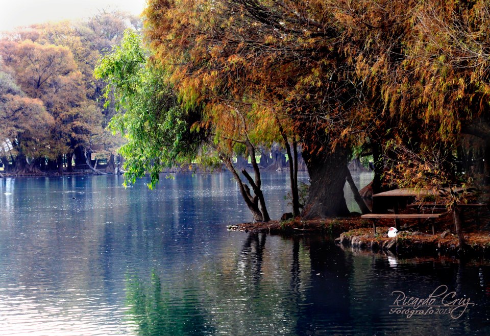 Jaime Ramos Méndez: Ahuehuetes (o sabinos) en el lago de Camécuaro ...