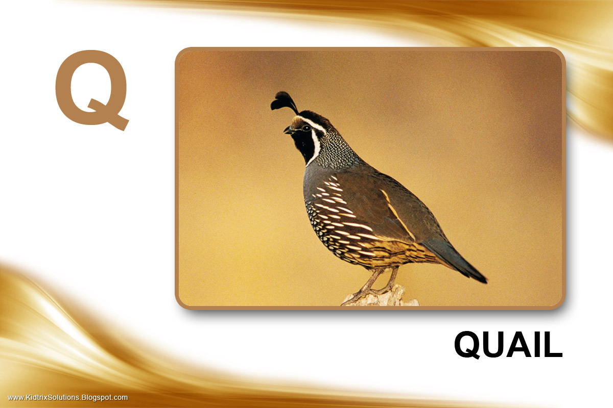 Kidtrix: Birds - ABC