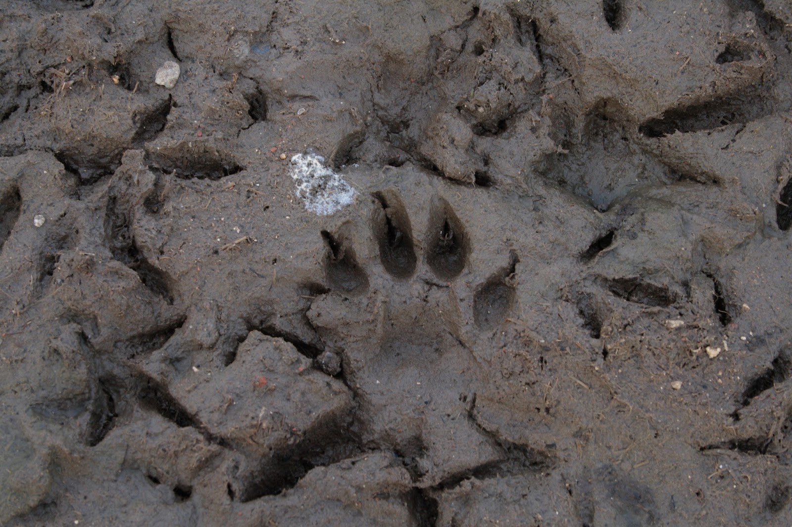 Holkham National Nature Reserve: Digging up emeralds