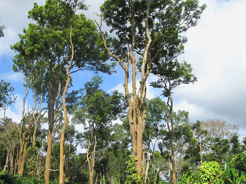 Furniture and wood shavings: The desire for Rosewood is an ...