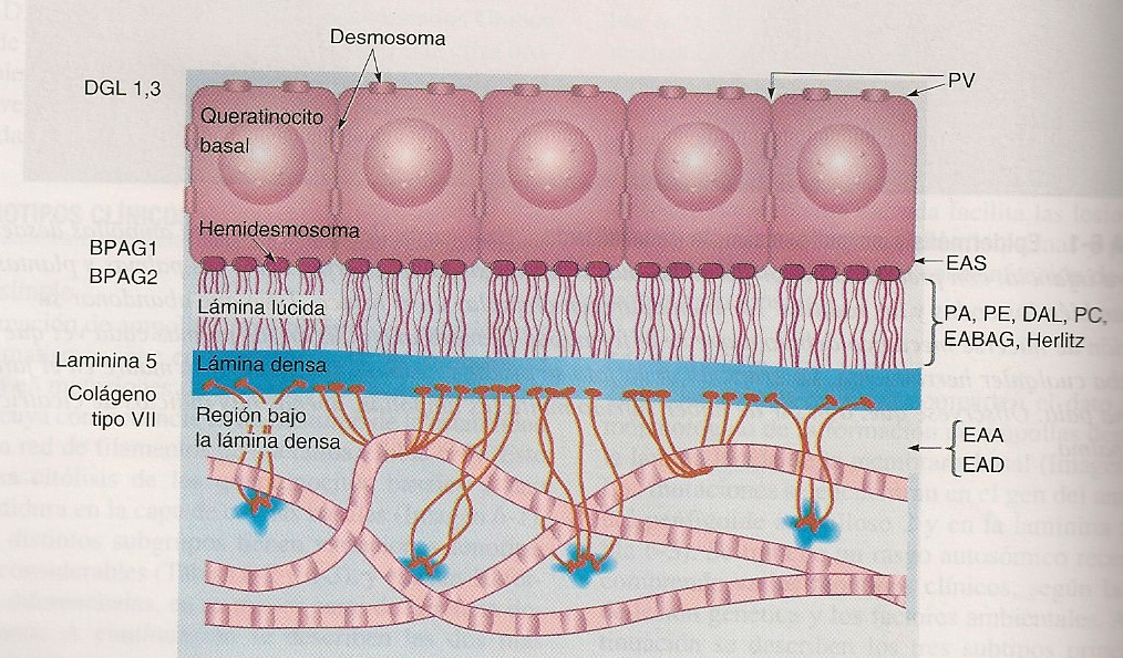 Dermapixel: octubre 2011