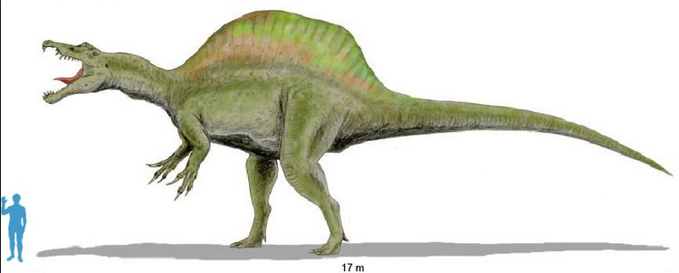 Spinosaurus: The New Evidence. | Vu Rhode Island