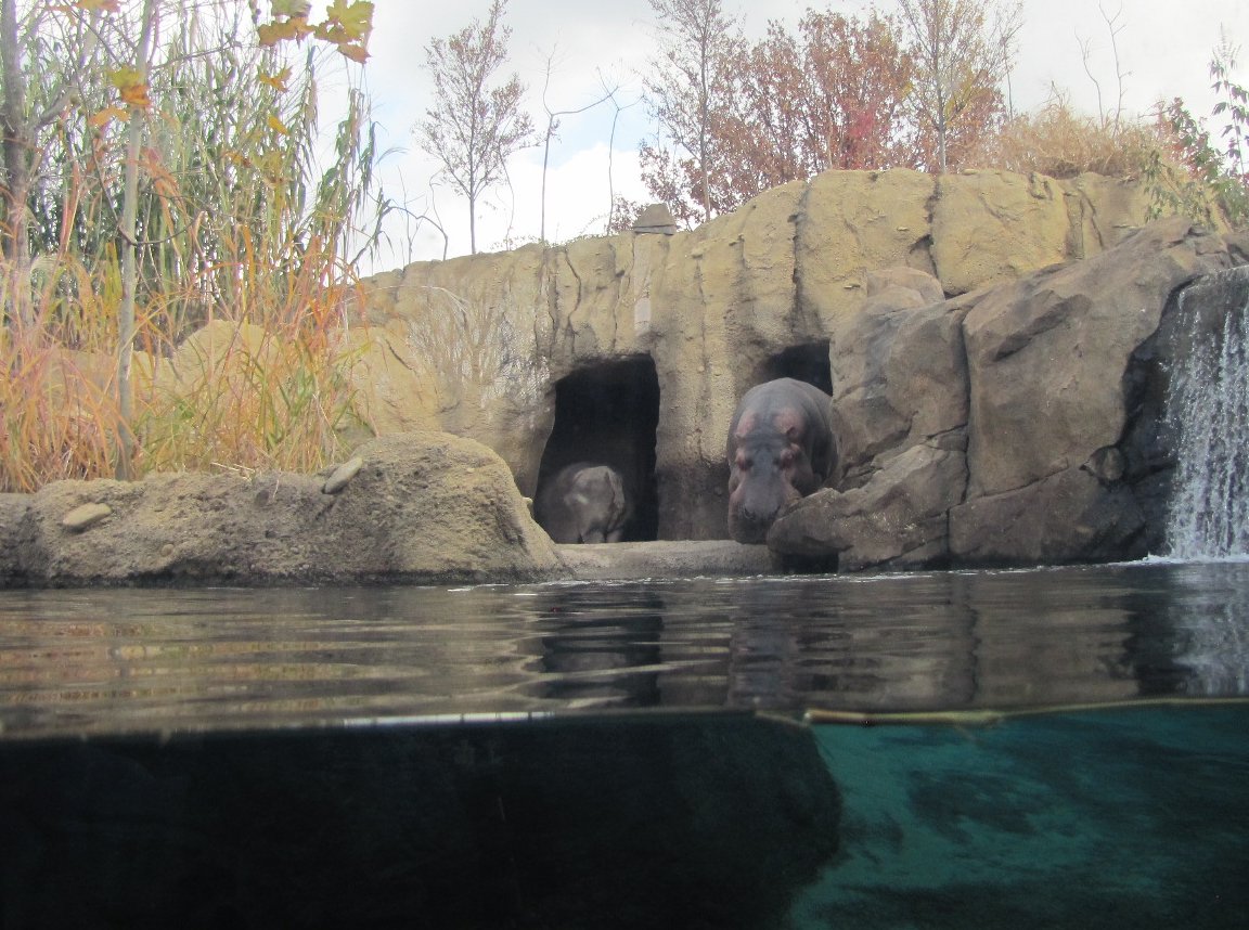 My Polar Bear Friends and Friends of Polar Bears: Remembering Henry the ...