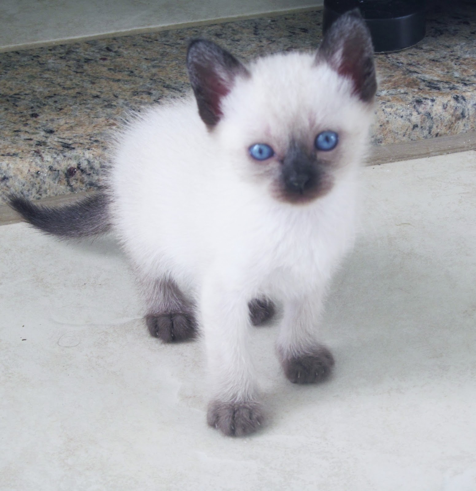 Mania Pet Shop: Cuidados Com Seu Filhote de Gato