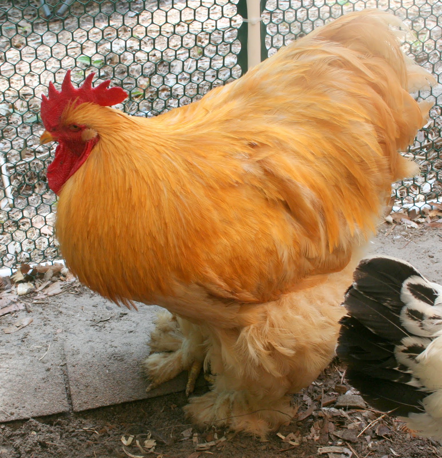 Golden Buff Chickens