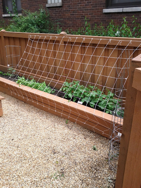 Green Bean Trellis - Installed 2011