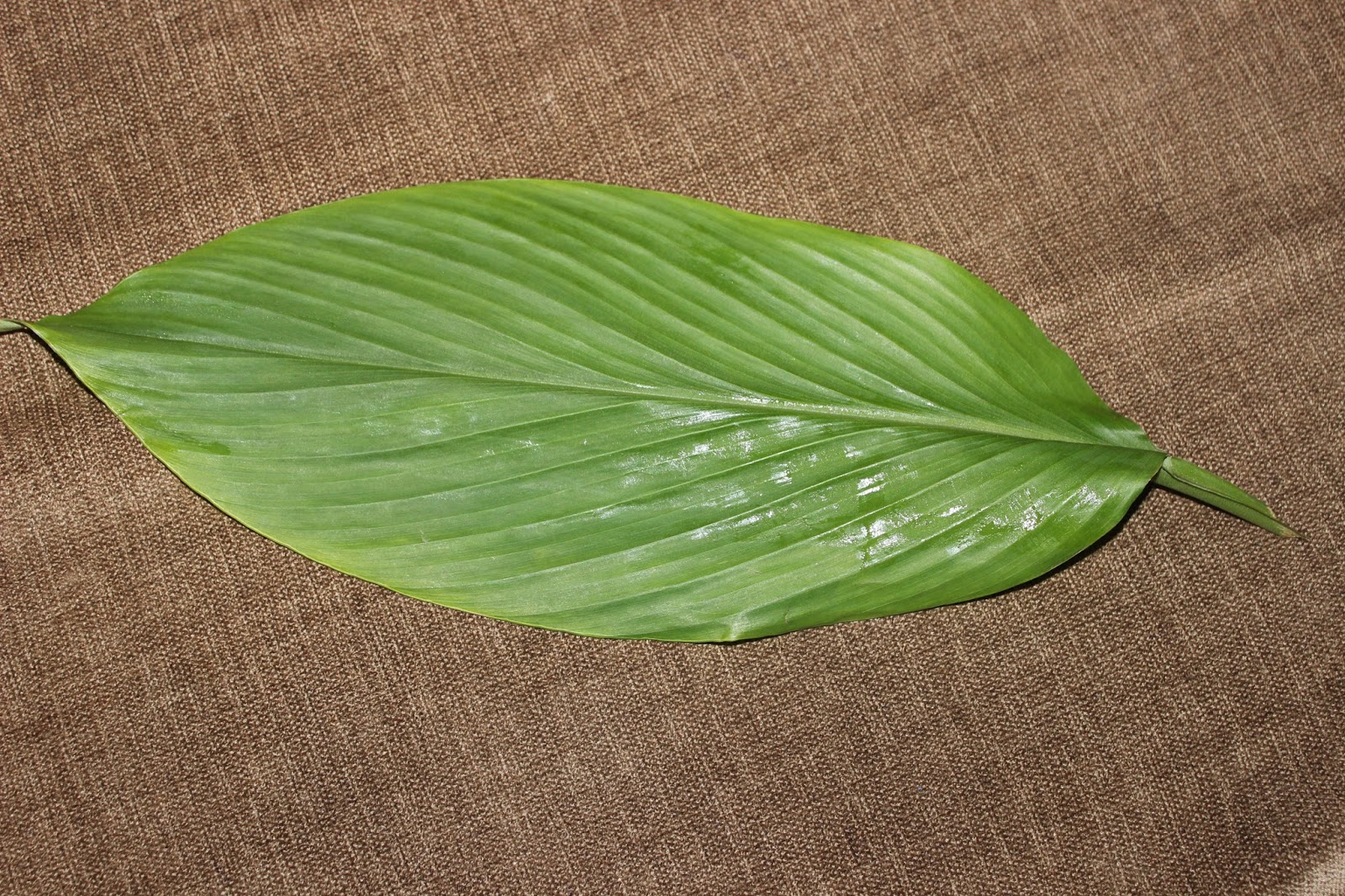 Deepa's Rasoi: Manjol Eeretha Ghatti - Rice dumplings in turmeric leaves