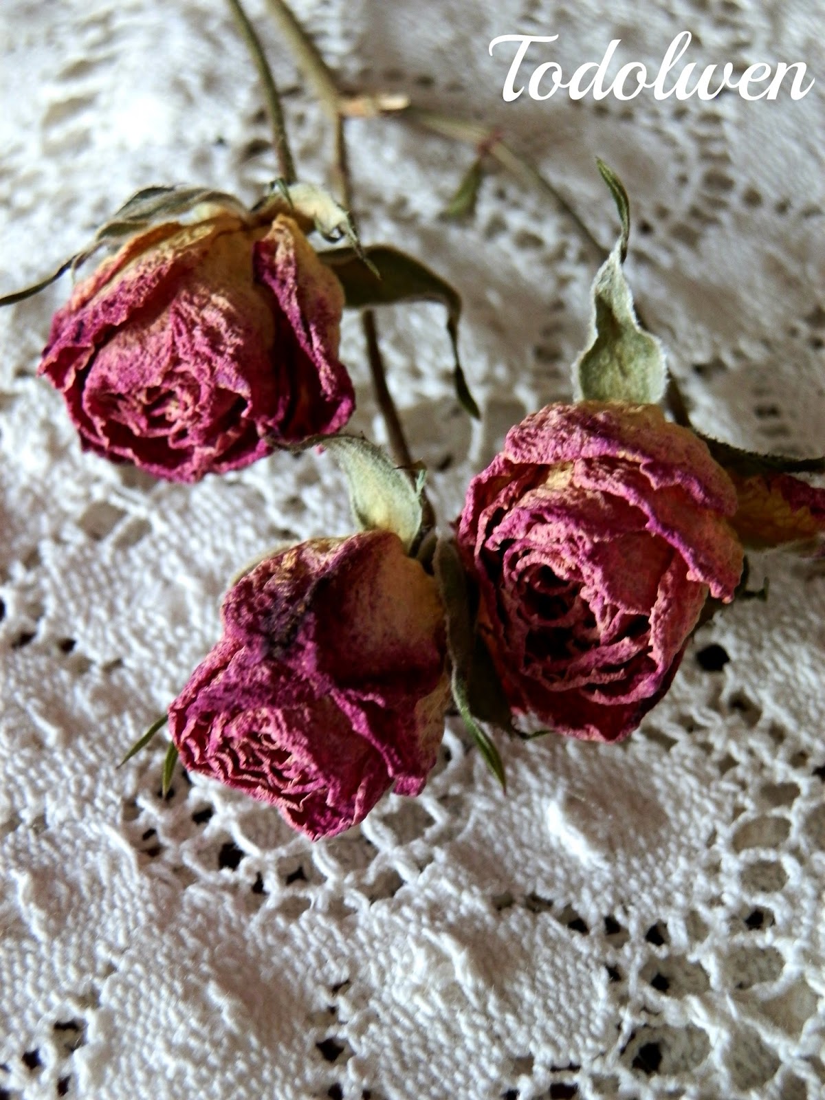 Todolwen: Ashleigh's Roses