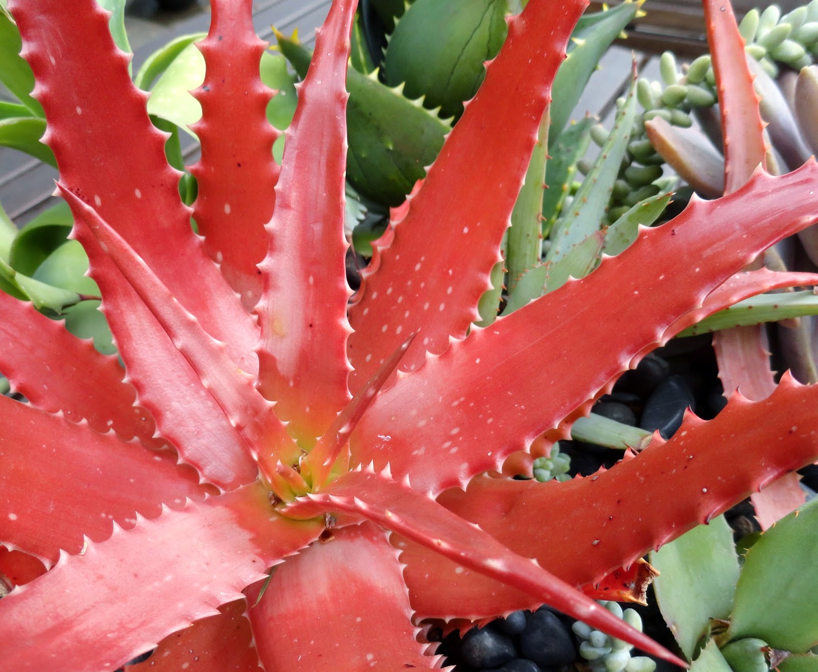 danger garden: Aloe dorotheae is my favorite plant in the garden (this ...