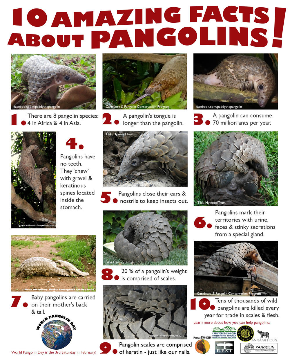 It's World Pangolin Day
