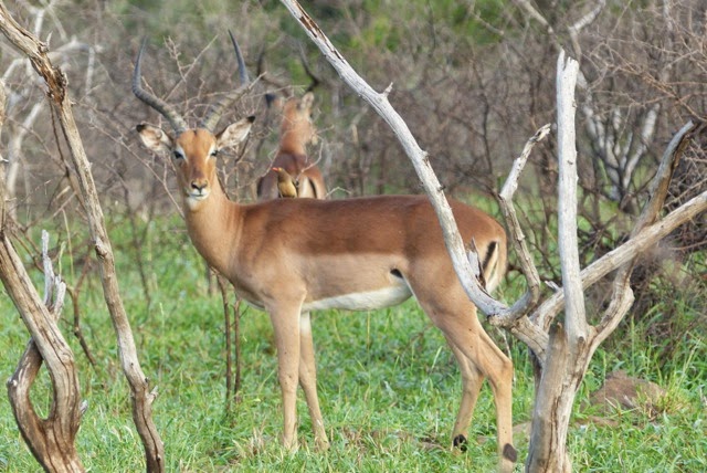 Andrea around the world: Südafrika - antilopen