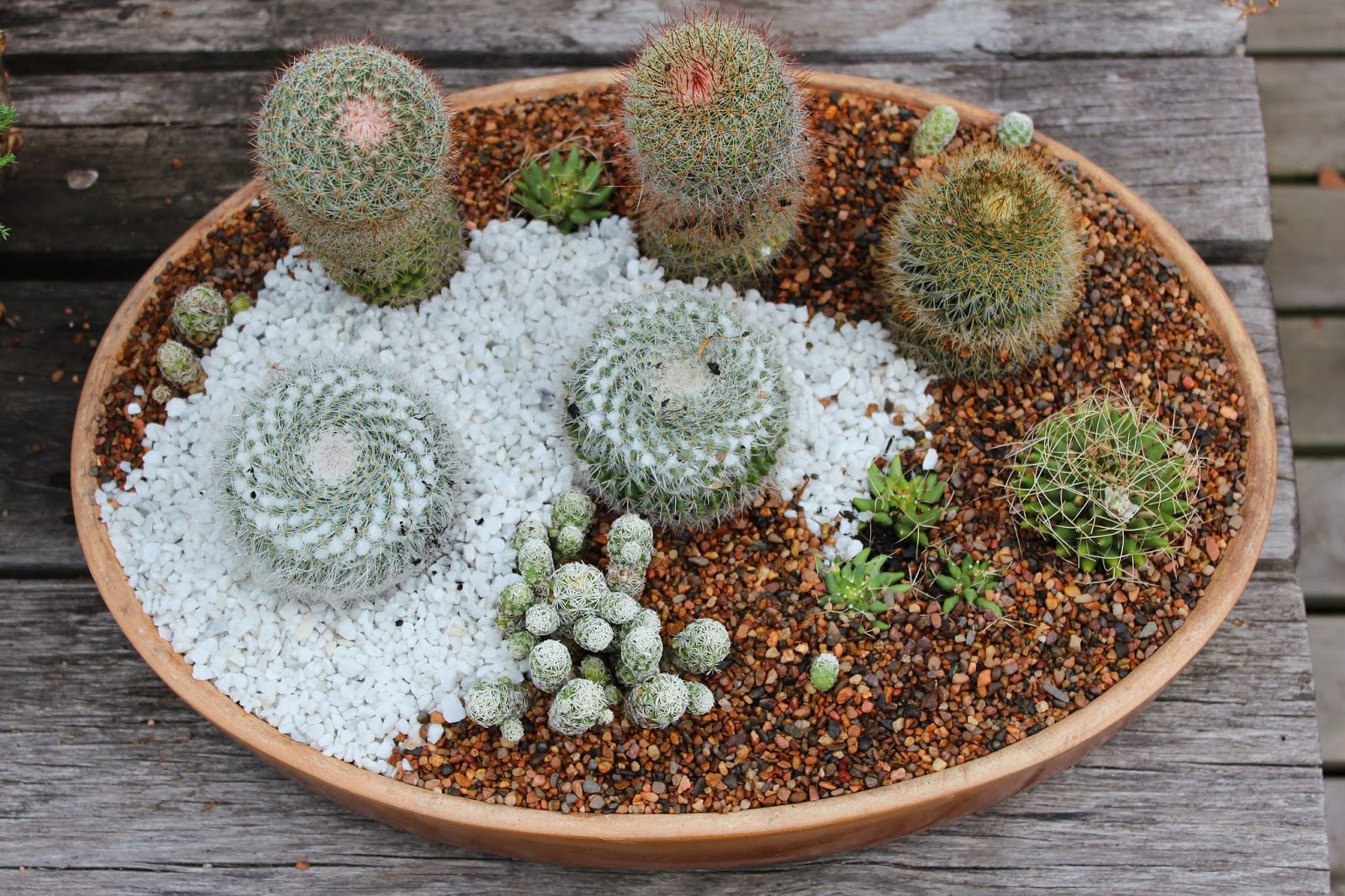 Florez Nursery: Mini cactus garden