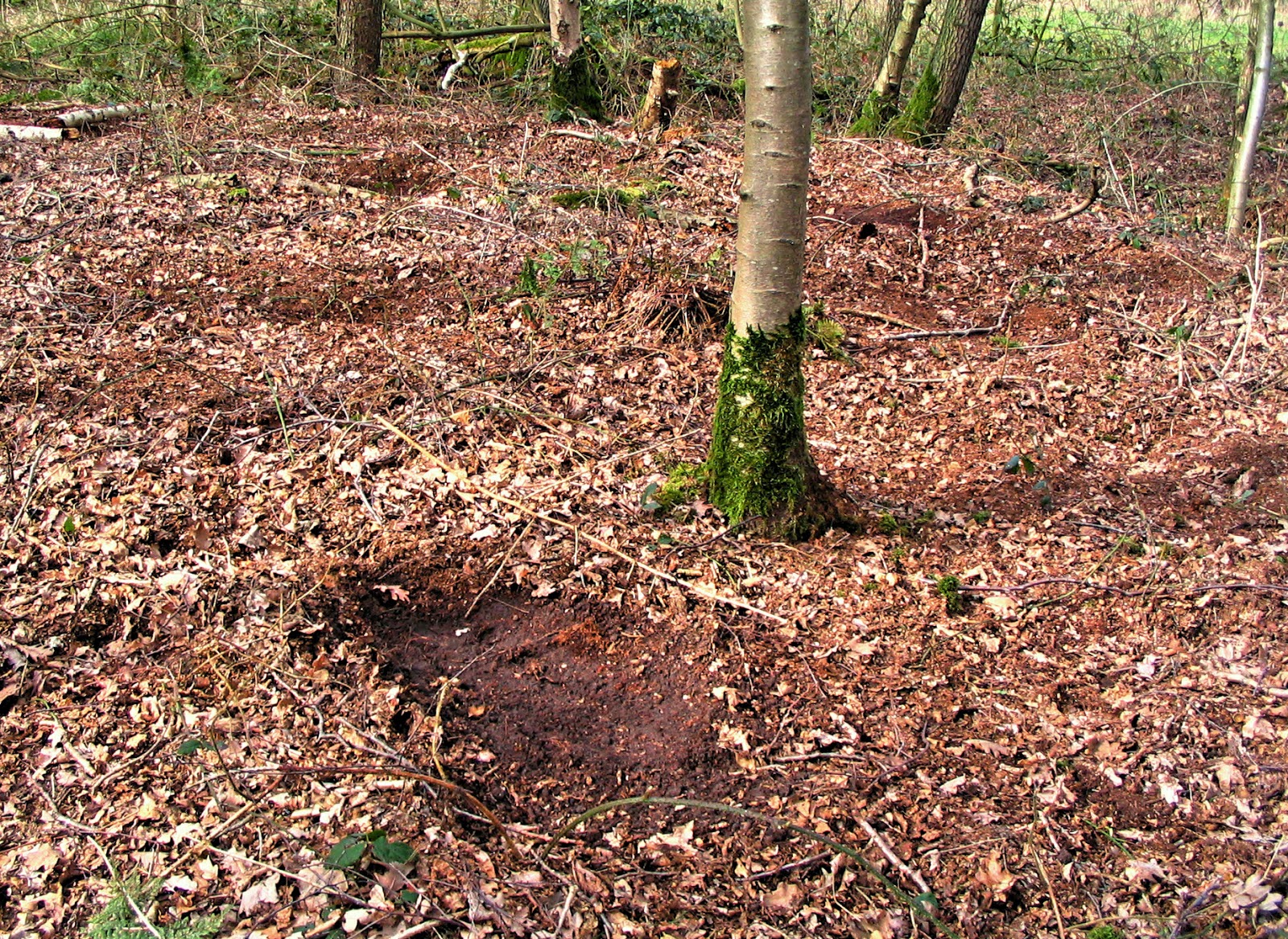 Weert en natuur: Sporen in de Roeventerpeel.