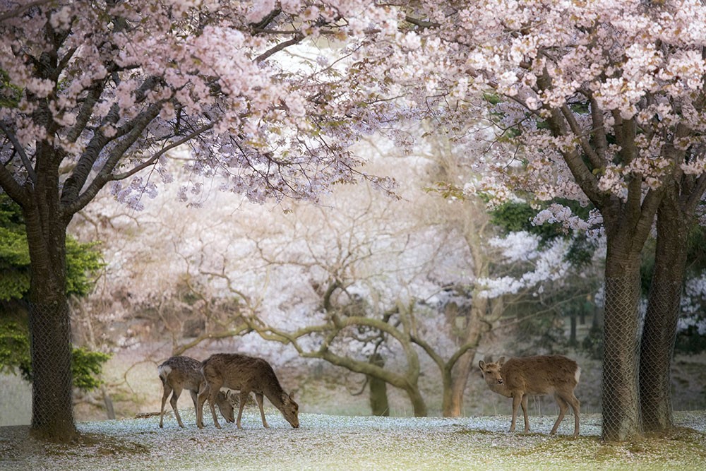 Cherry Blossom Festival Melbourne 2016